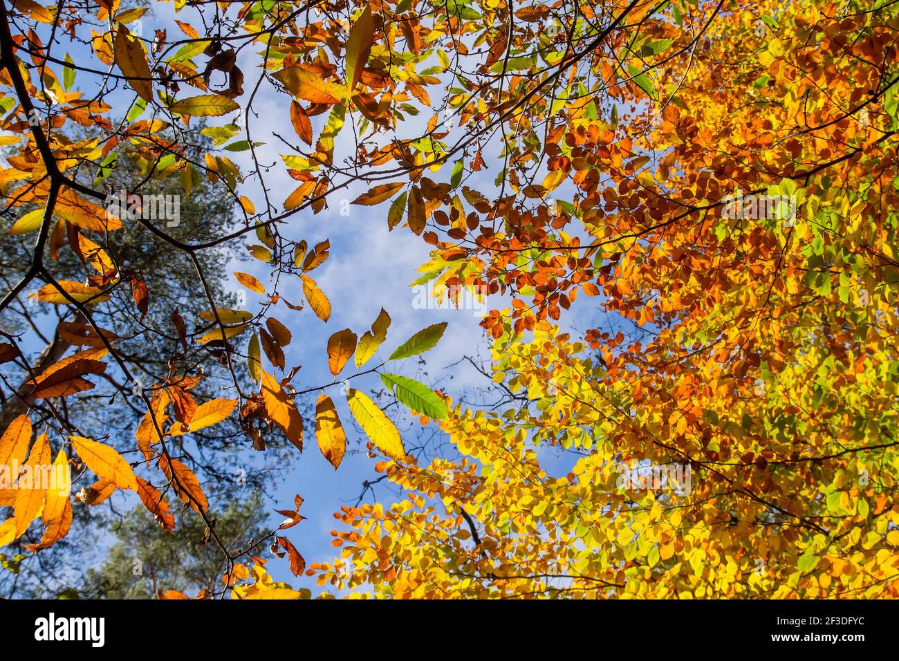 Chestnuts and beech trees colorful foliage in autumnal deciduous forest ...