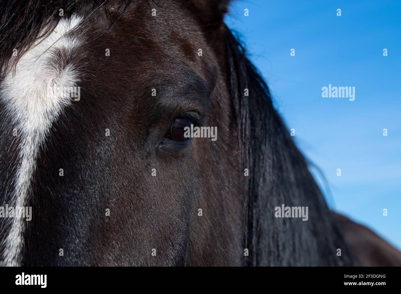 Mustang head hi-res stock photography and images - Alamy