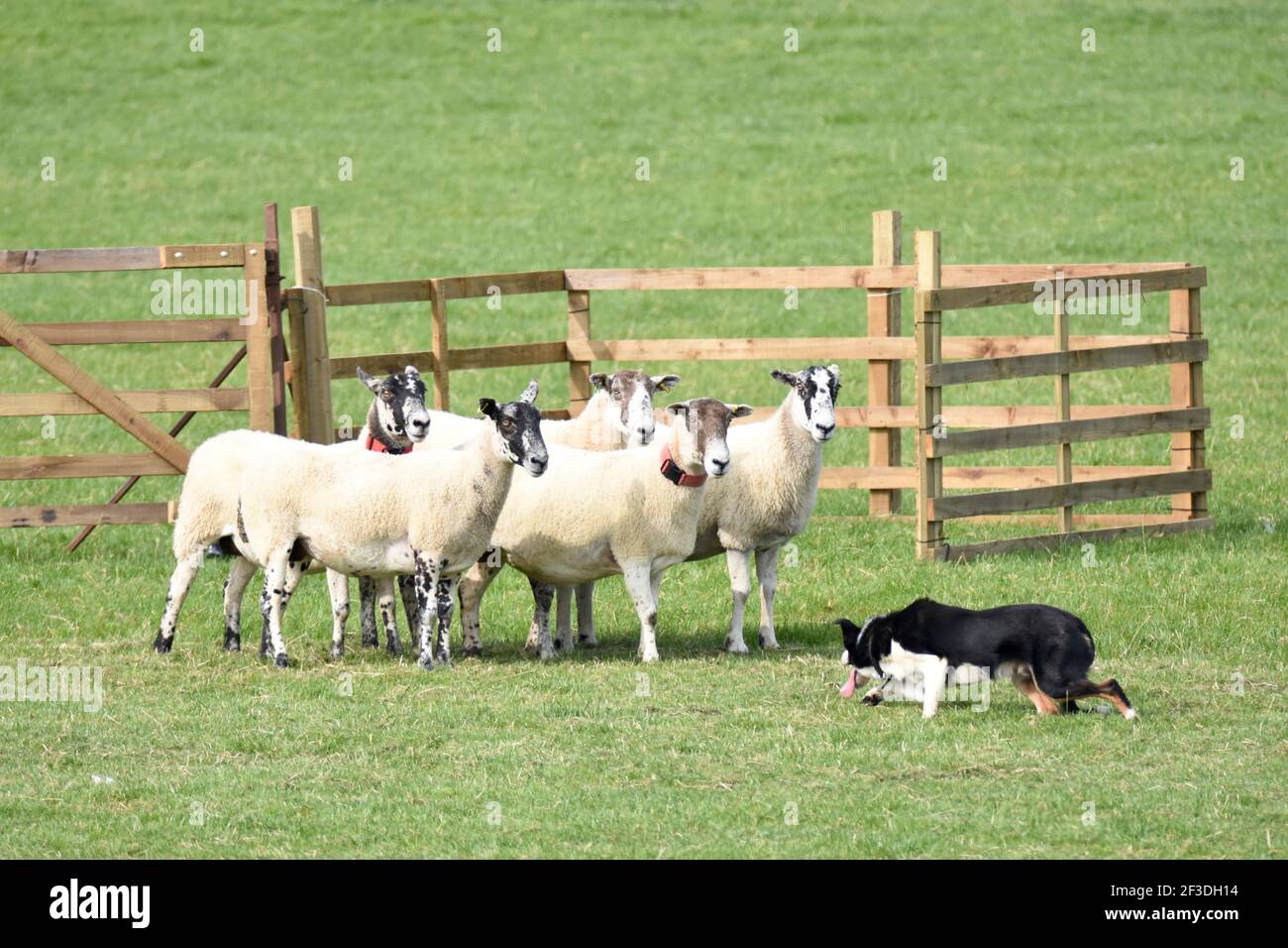 Scottish national sheep dog trials hi-res stock photography and images ...