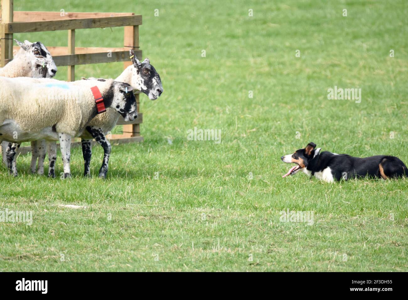 Scottish national sheep dog trials hi-res stock photography and images ...