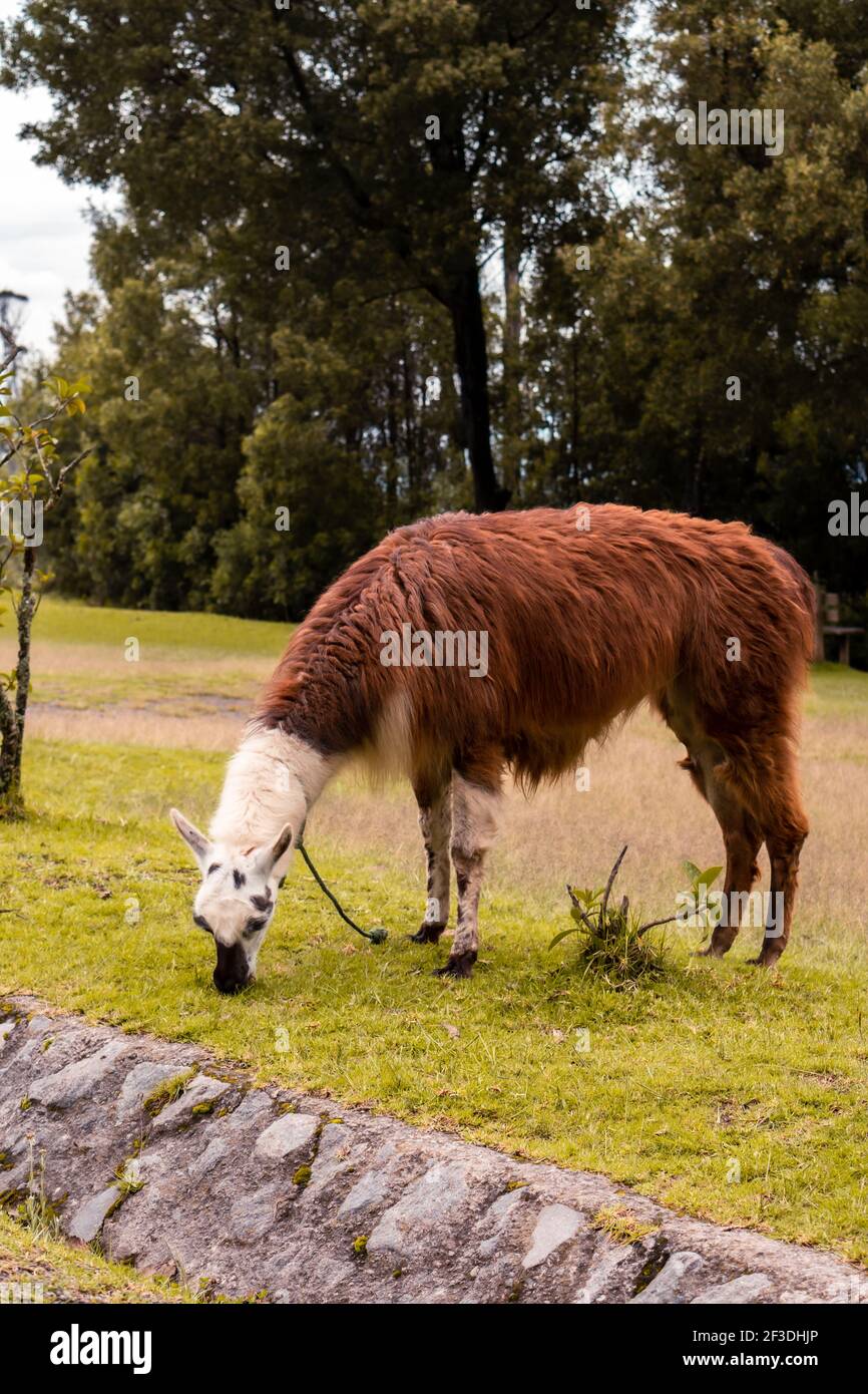 Animal Walking Through The Forest Eating From The Land Stock Photo Alamy animal-walking-through-the-forest-eating-from-the-land-stock-photo-alamy