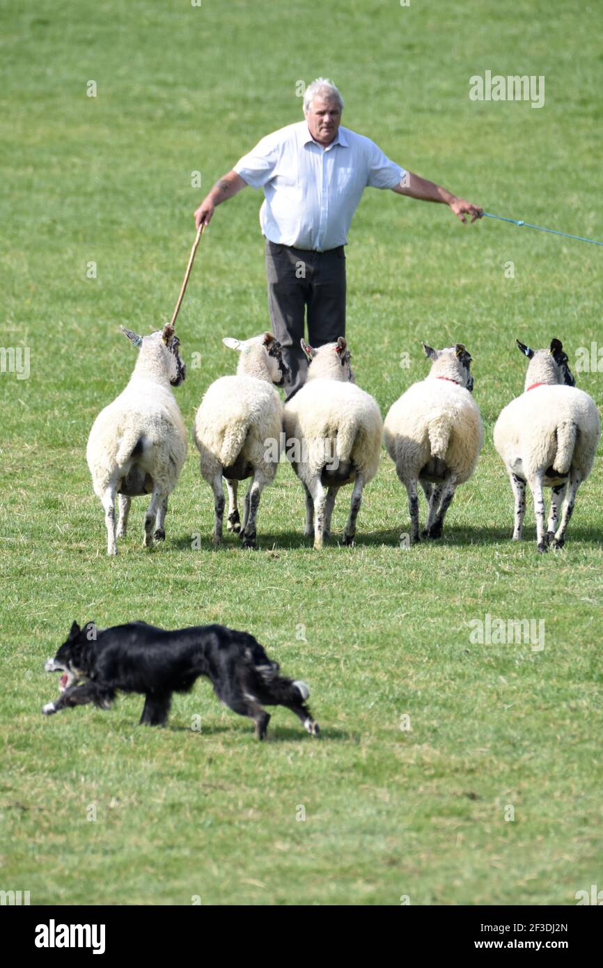 Scottish national sheep dog trials hi-res stock photography and images ...