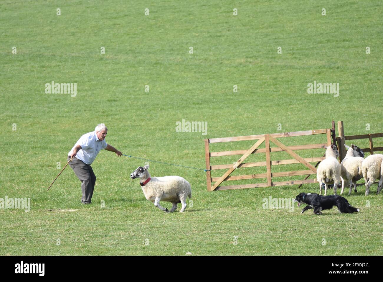 Scottish national sheep dog trials hi-res stock photography and images ...