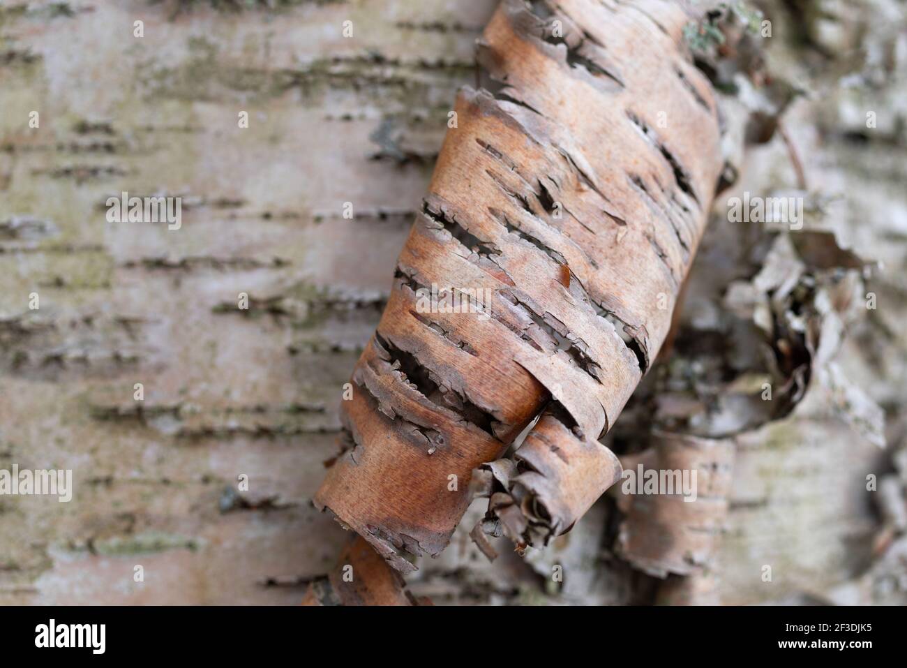 Close view of a tight curl of a white birch tree shedding bark Stock ...