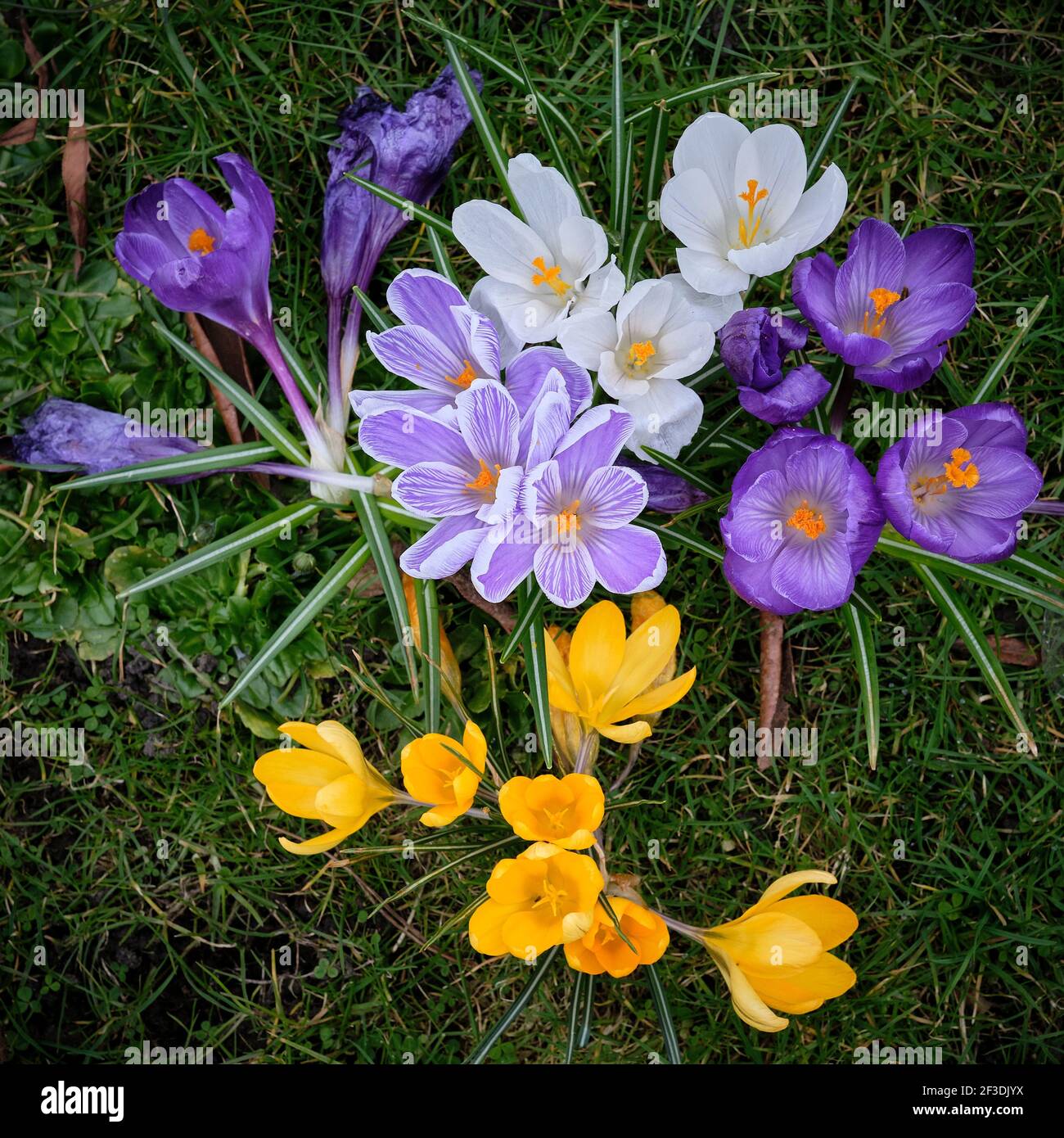 Spring flowers crocus Stock Photo - Alamy