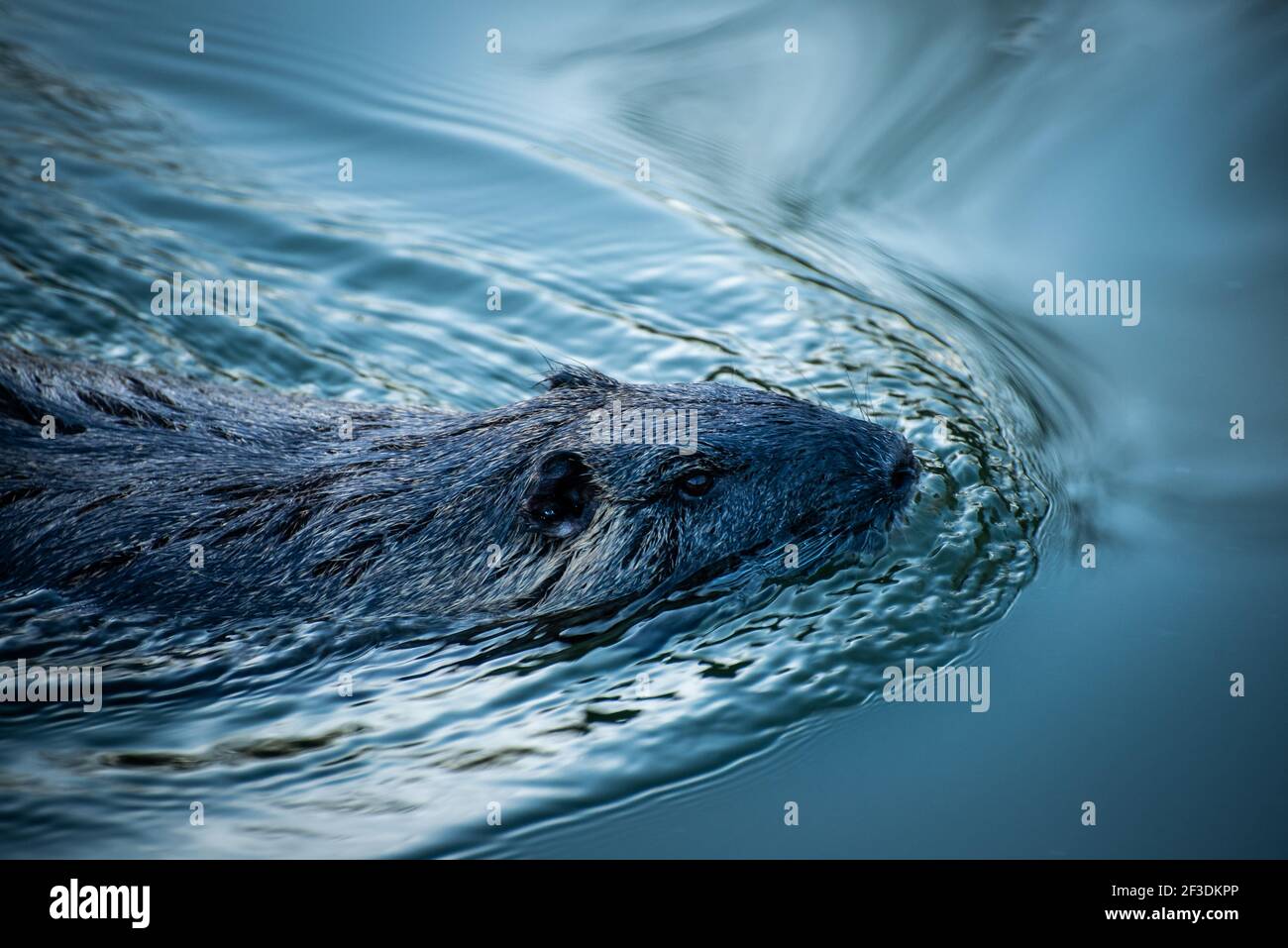Wildlife close-up view of swimming otter making wave on water surface ...