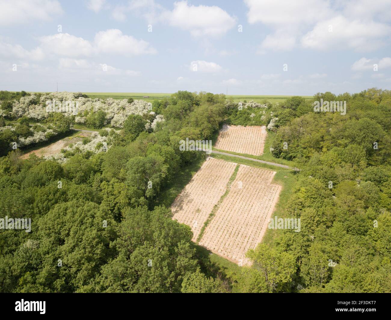 Drone view of small vineyard surrounded by green trees. Growing grapes ...