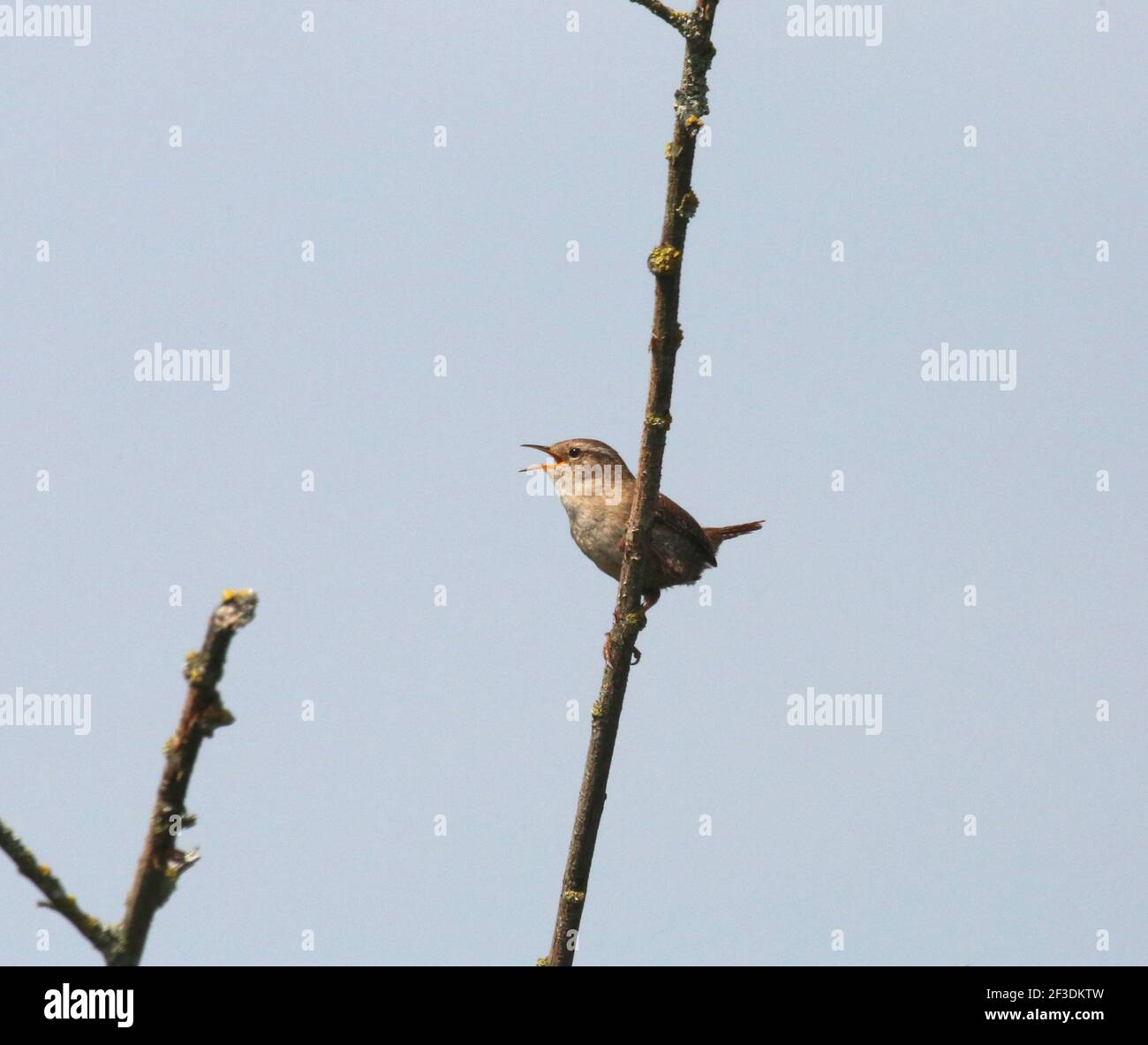 Wren in song Stock Photo - Alamy