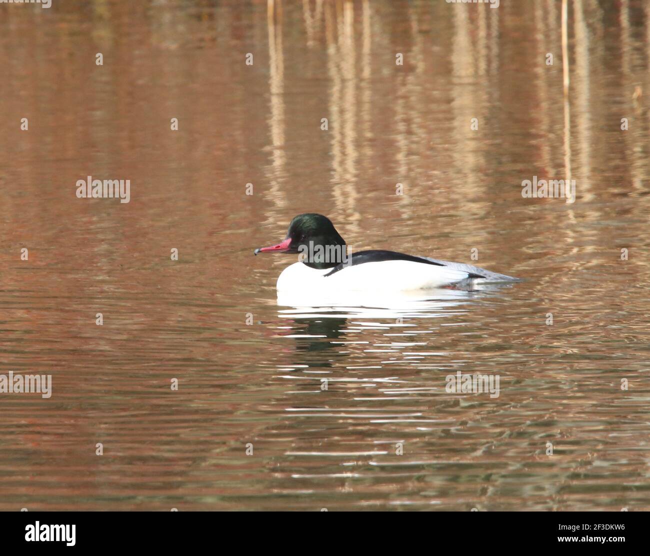 Male goldeneye hi-res stock photography and images - Alamy