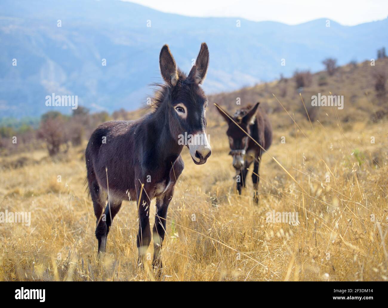 Two donkeys grazing in a field of dry yellow grass in summer with blue ...