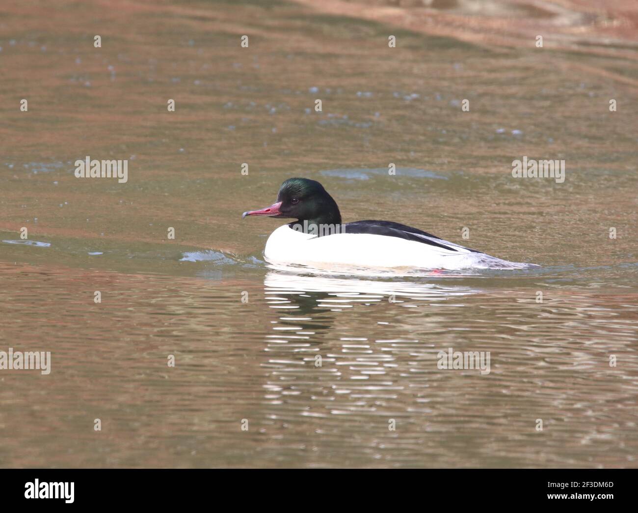 Male Goldeneye High Resolution Stock Photography and Images - Alamy