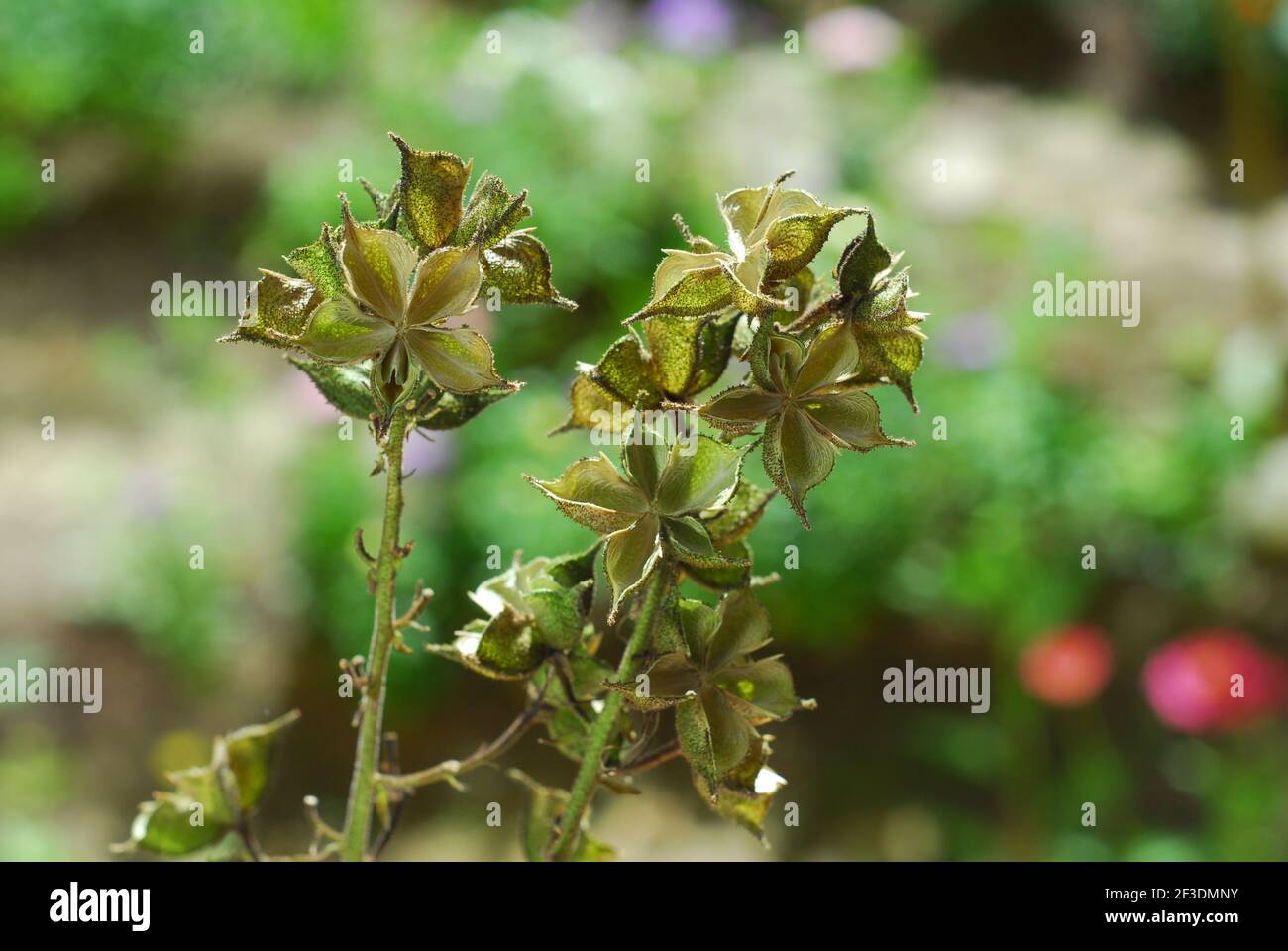 Burning bush Moses, Moses, dictamnus albus, seed capsule, false dittany ...