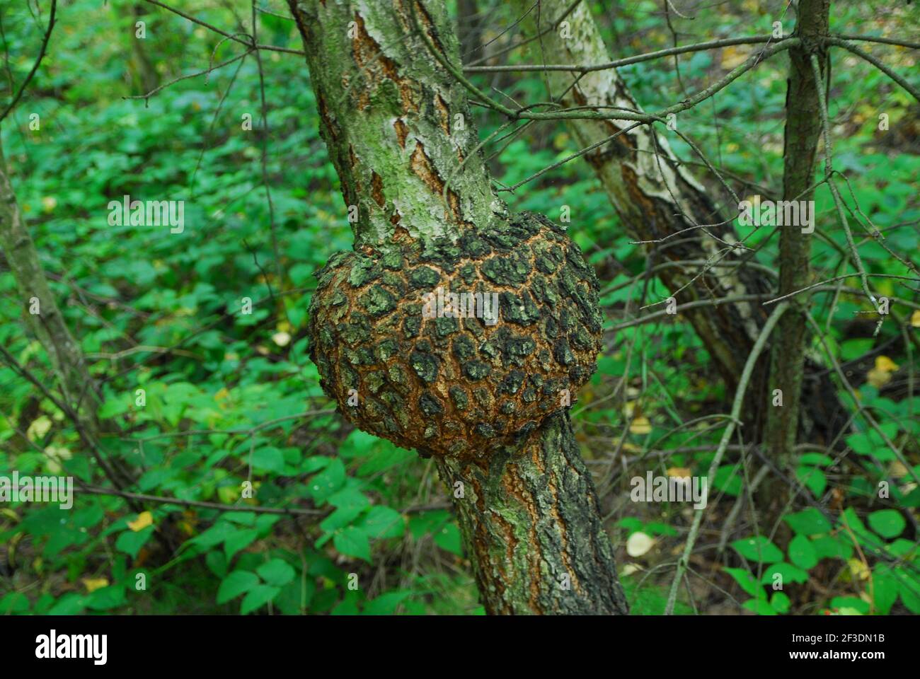 Abnormal growth, abnormal growth on a tree, hypertrophies Stock Photo ...
