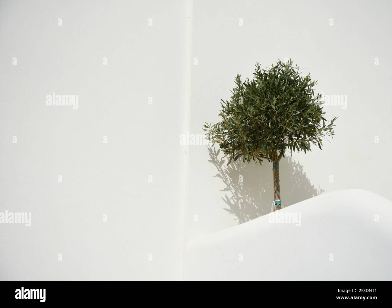 Lone miniature olive tree against a whitewashed wall in Amorgos island ...