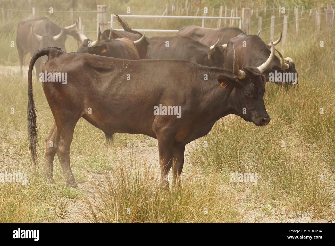 The Camargue bulls in a marshland prairie Stock Photo - Alamy