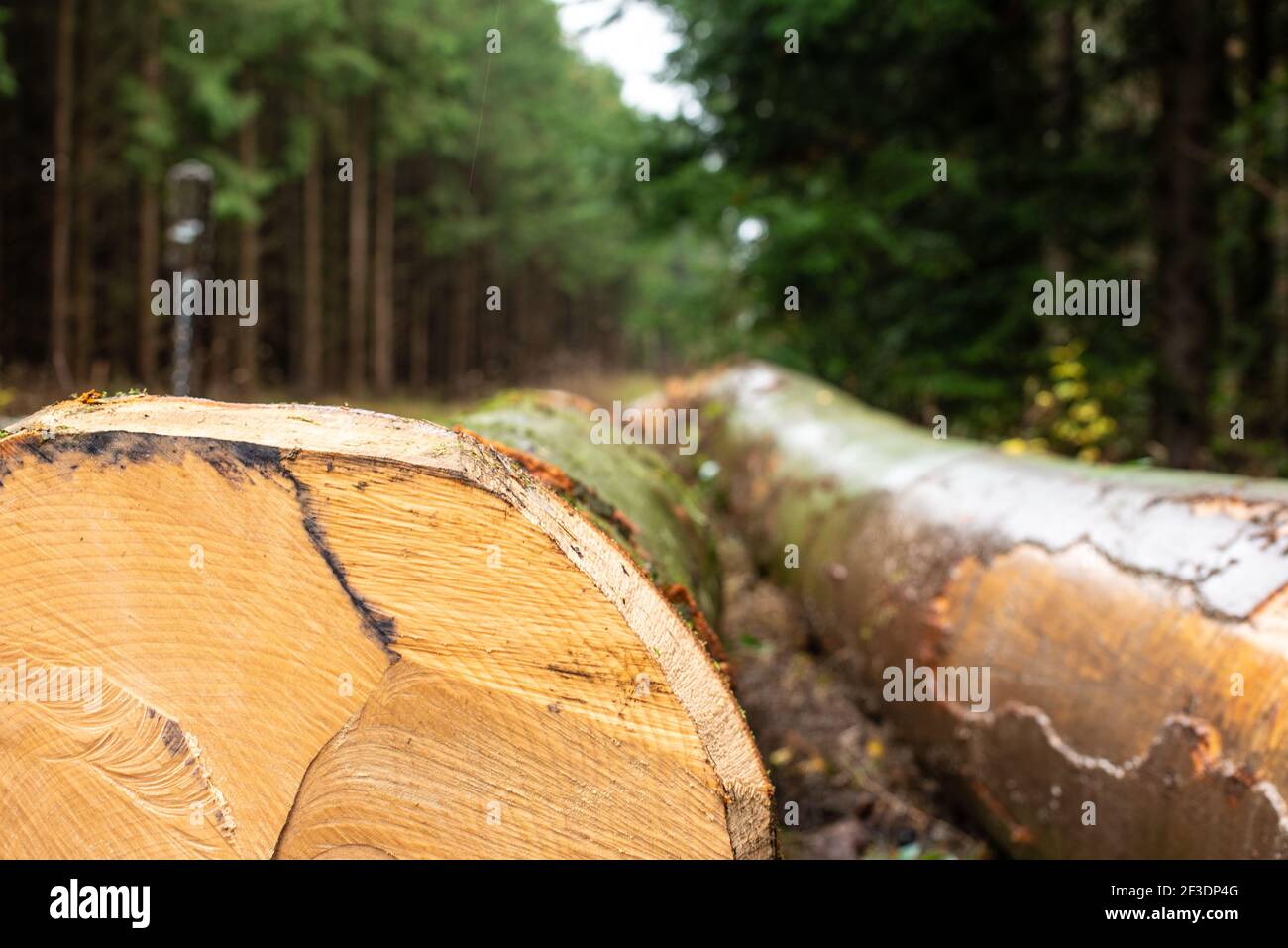 Closeup on freshly cut pine tree trunks laying on the ground, after the ...