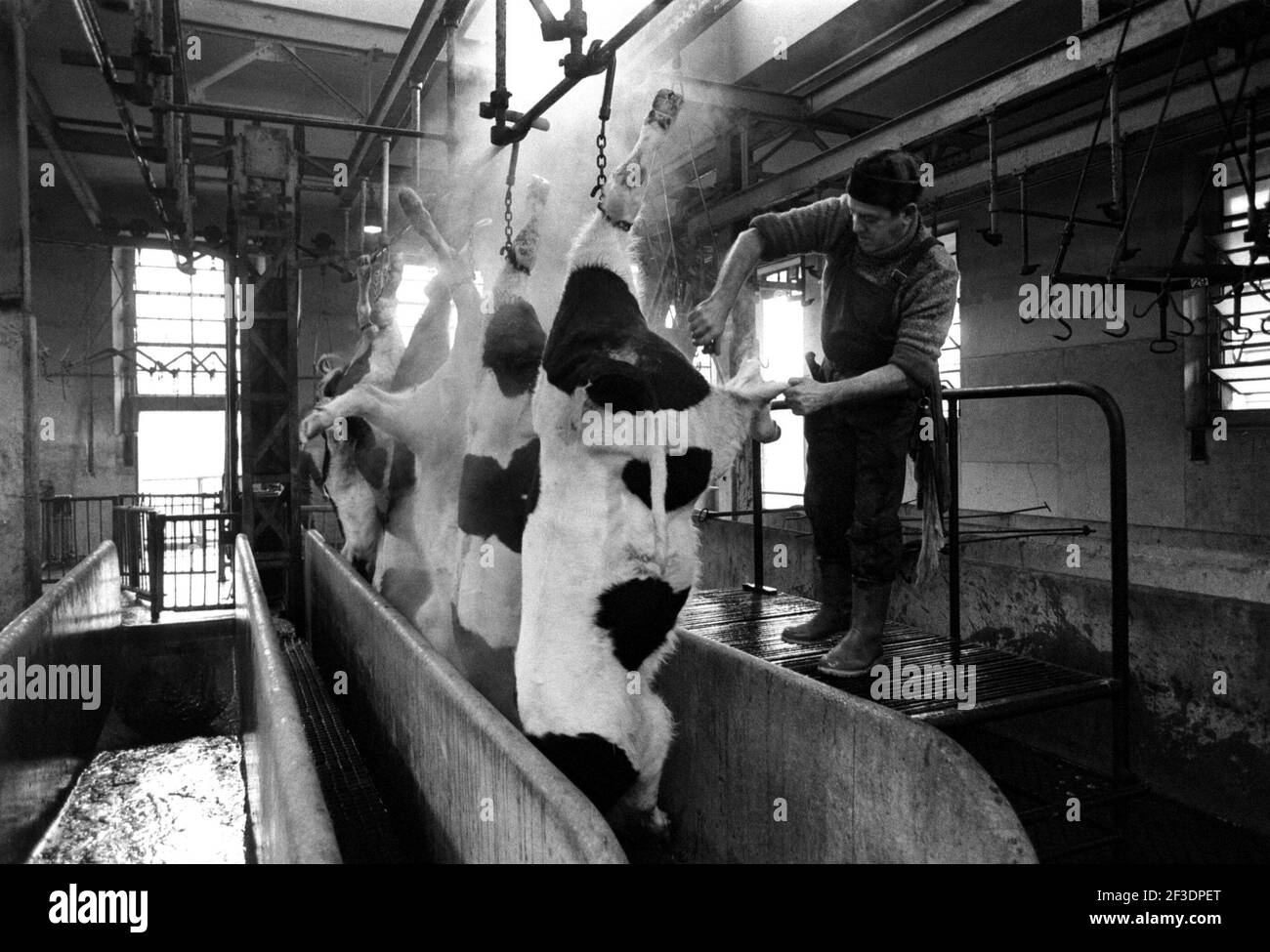 Abattoir workers Black and White Stock Photos & Images - Alamy