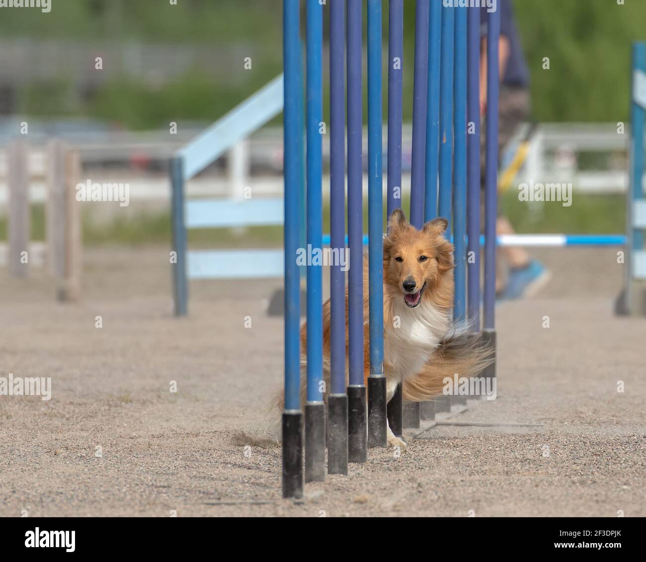 A Shetland Sheepdog doing slalom on a dog agility course Stock Photo ...