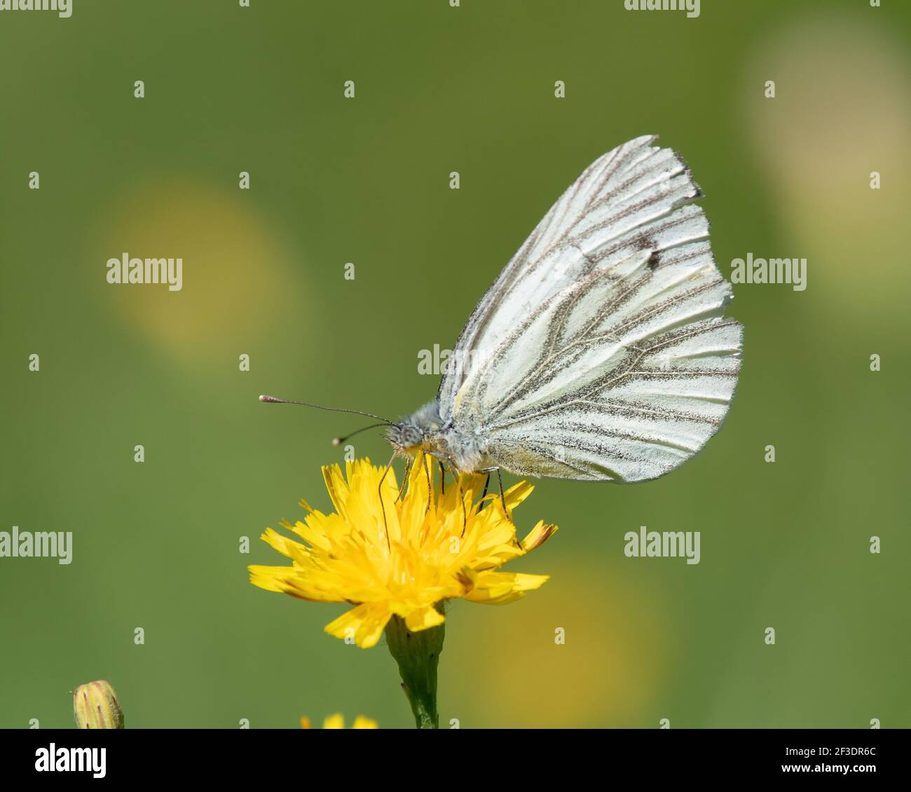 Hawkweeds hi-res stock photography and images - Alamy
