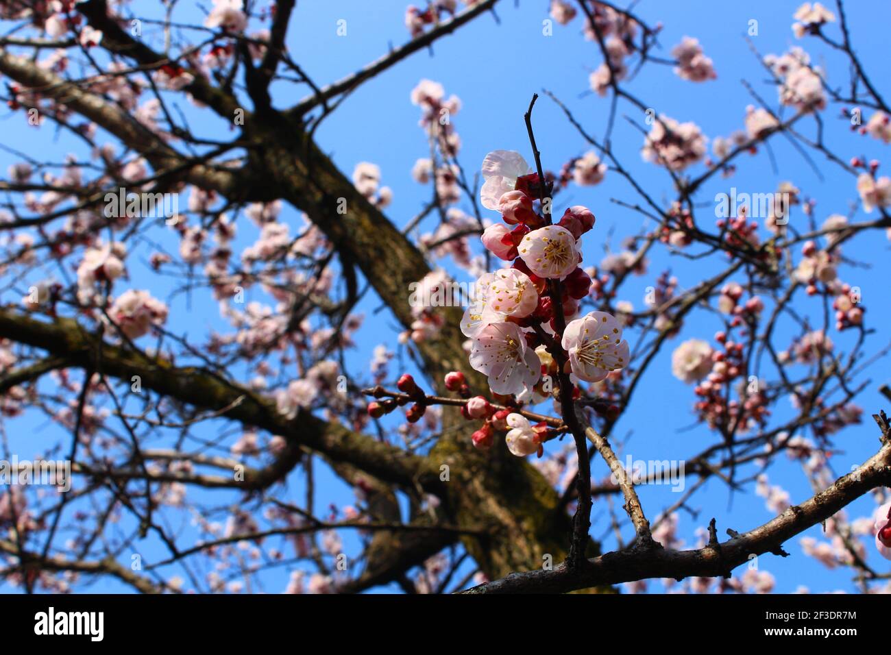 Spring apricot flowers Stock Photo - Alamy