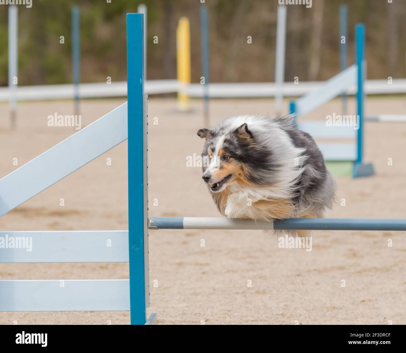 A Shetland Sheepdog jumping over an agility hurdle Stock Photo - Alamy
