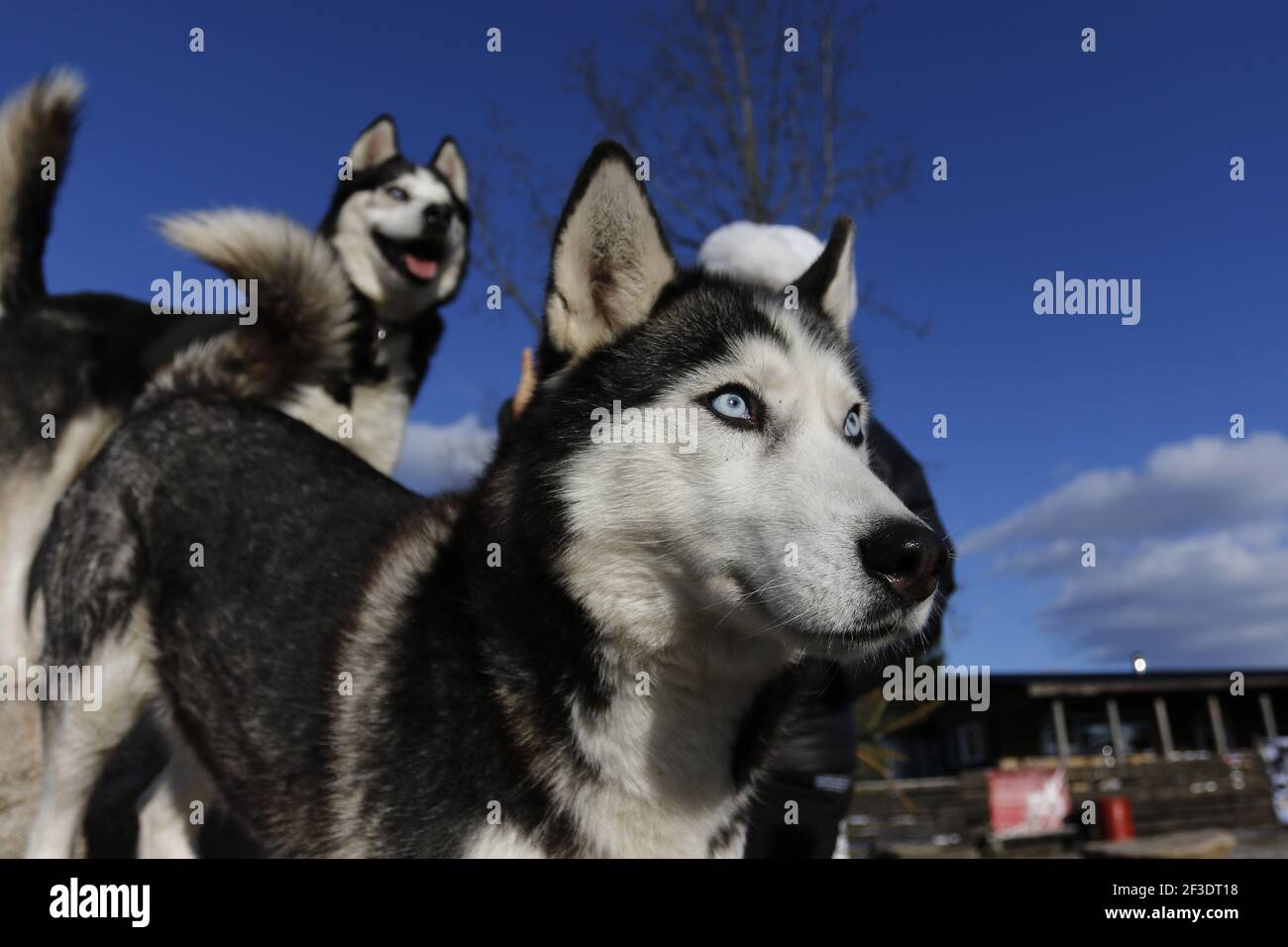 Husky dogs enjoying the snow during cold winter Stock Photo - Alamy