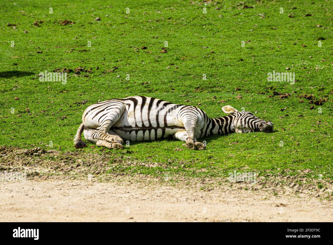 Black and White Striped Zebra Laying on it's side resting in the sun on ...