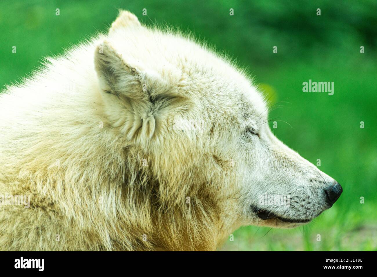 Terrifying face hi-res stock photography and images - Alamy