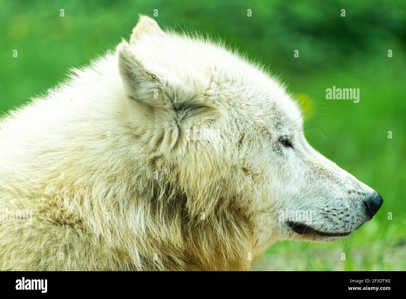 Terrifying face hi-res stock photography and images - Alamy