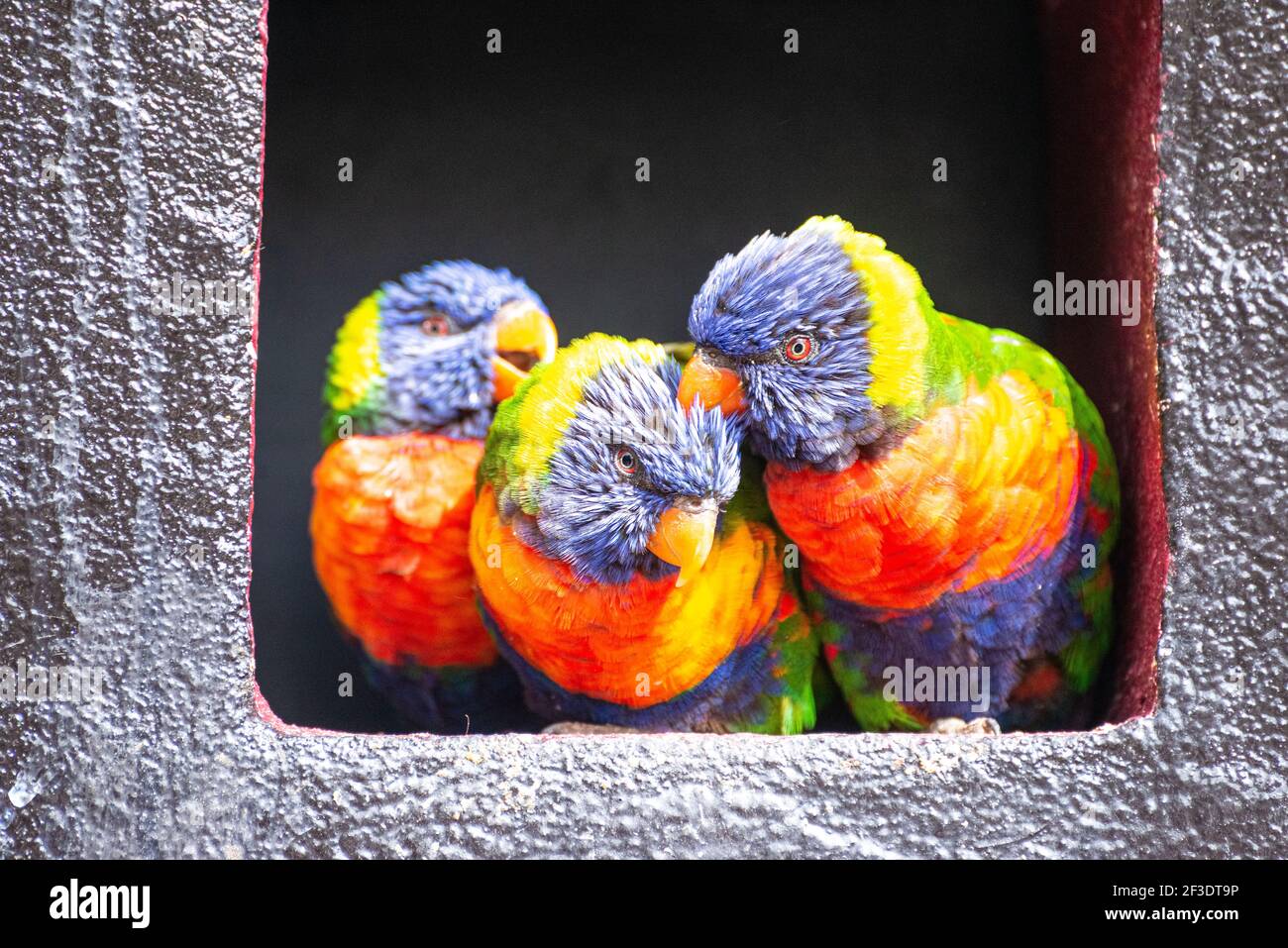 Group of three rainbow lorikeet birds having fun with each other Stock ...