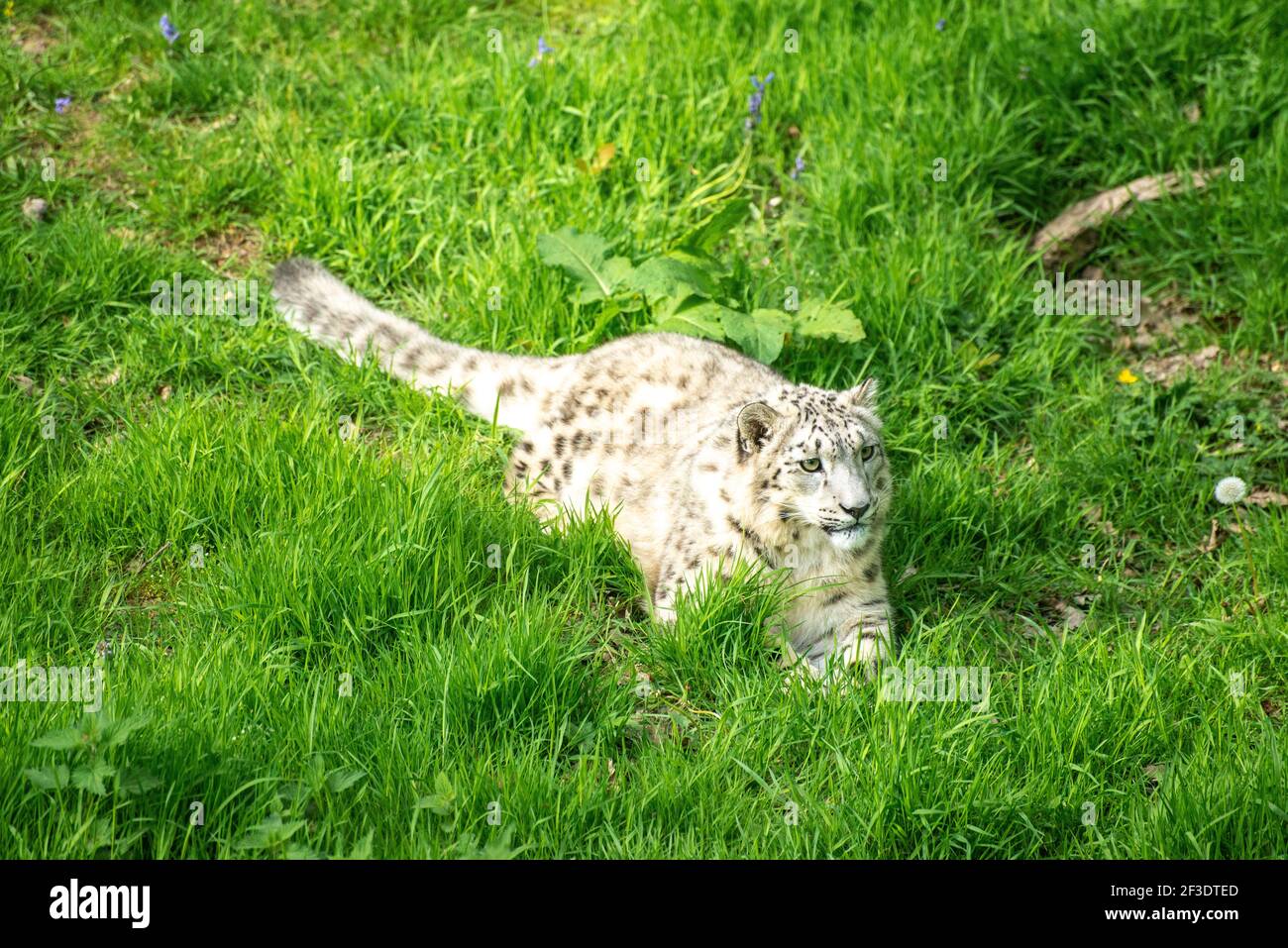 Snow leopard in a grassy field, focused and ready to hunt down it's ...