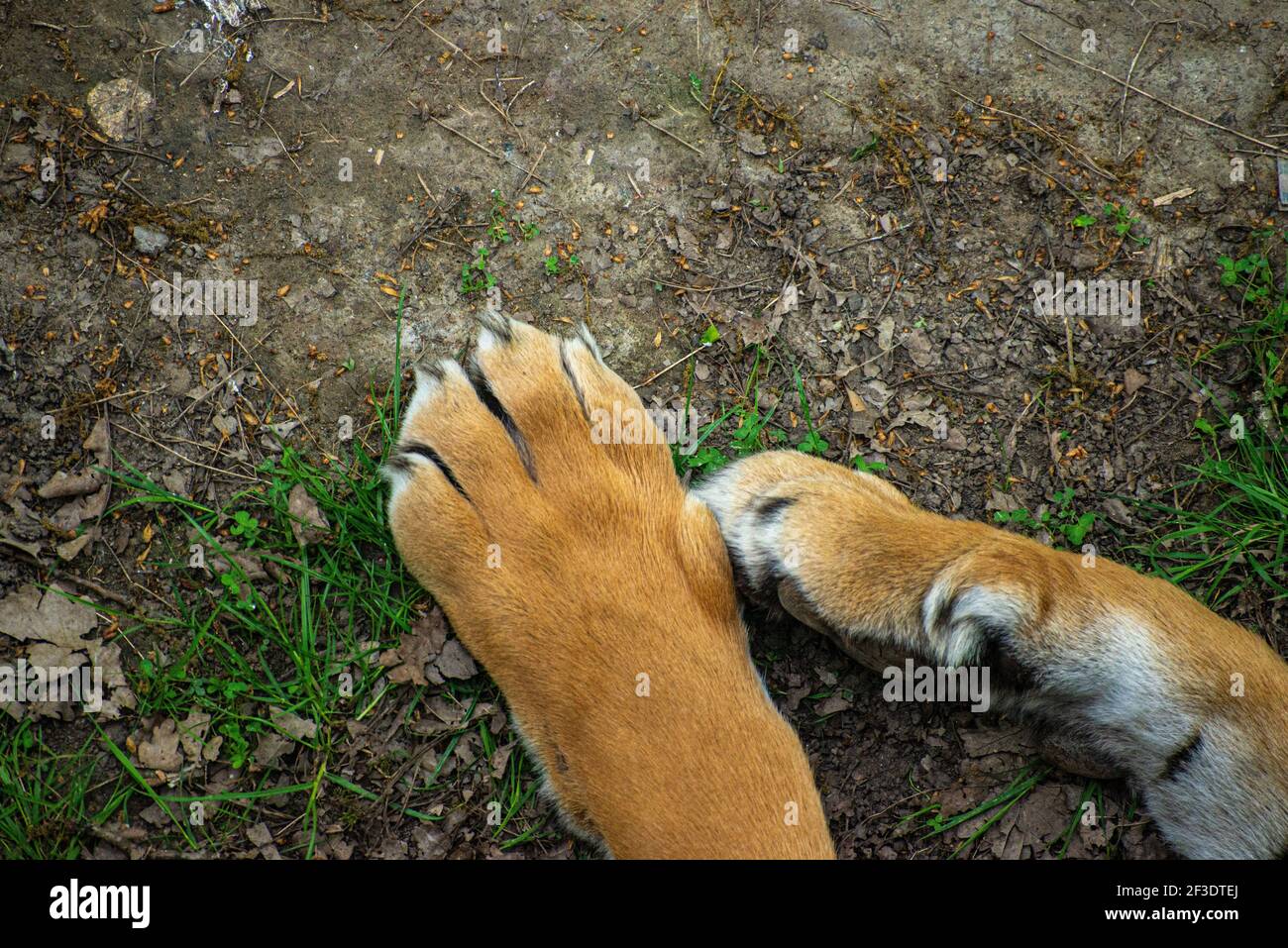 Top down of a tiger's paws Stock Photo - Alamy