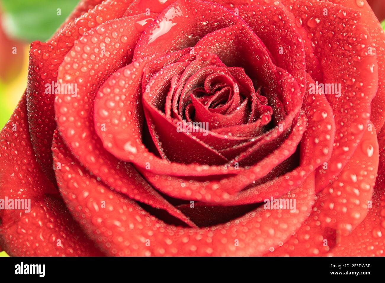 Red rose and dew drops on a green background. Red rose with water drops ...