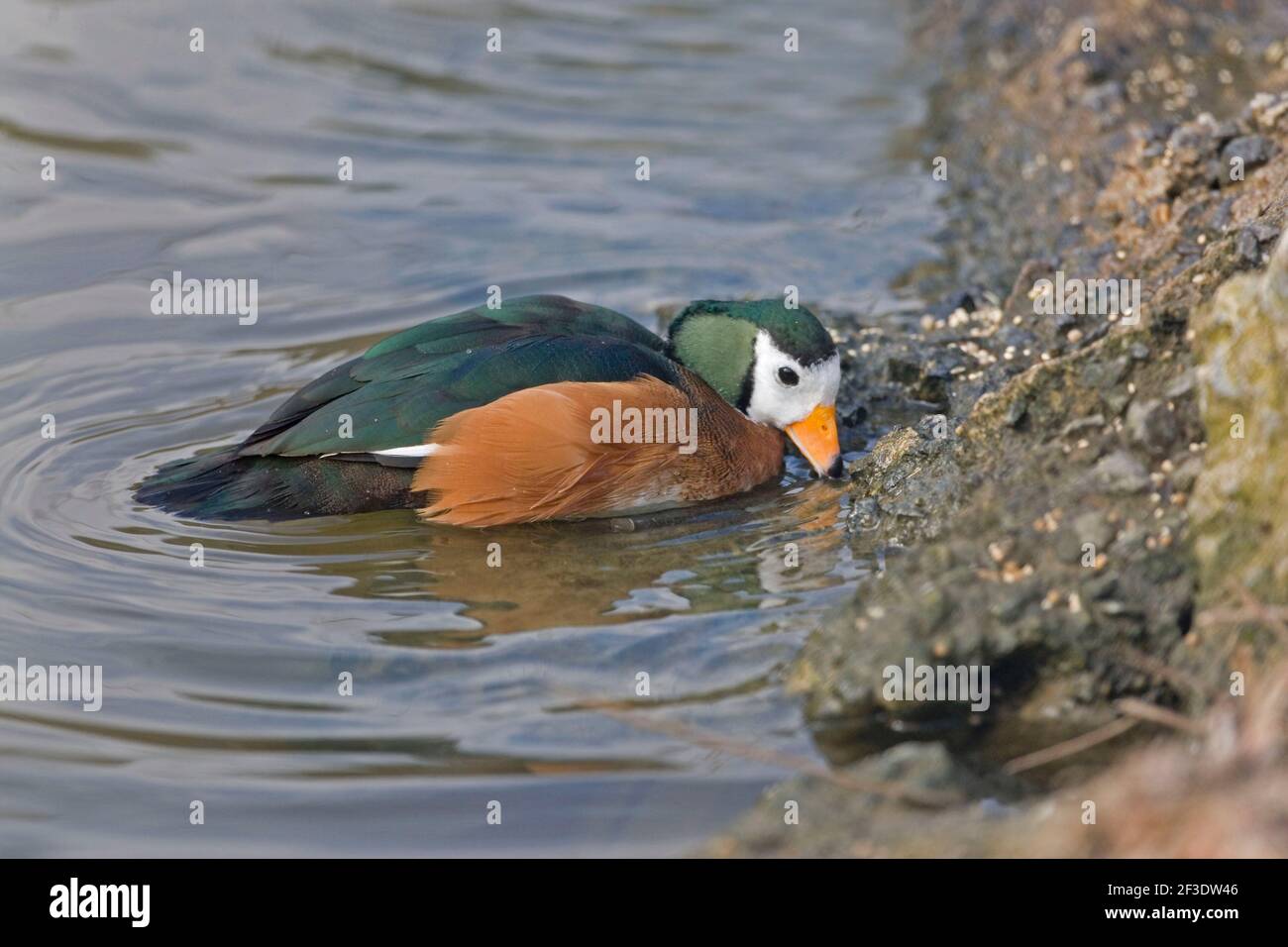 Green pygmy goose hi-res stock photography and images - Alamy