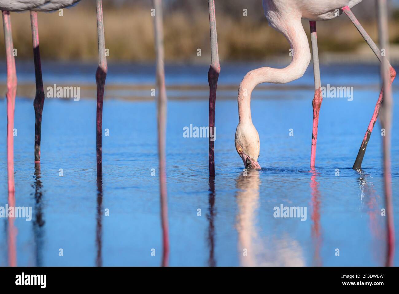 Tall elegant birds hi-res stock photography and images - Alamy