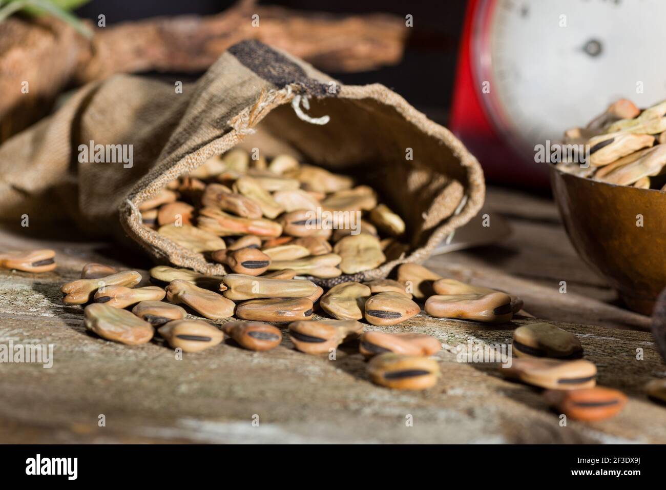 Dried raw broad bean hi-res stock photography and images - Alamy