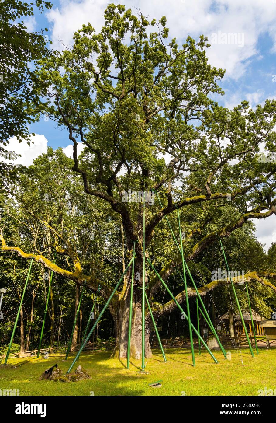 Zagnansk, Poland - August 23, 2020: Bartek Oak nature monument, one of ...
