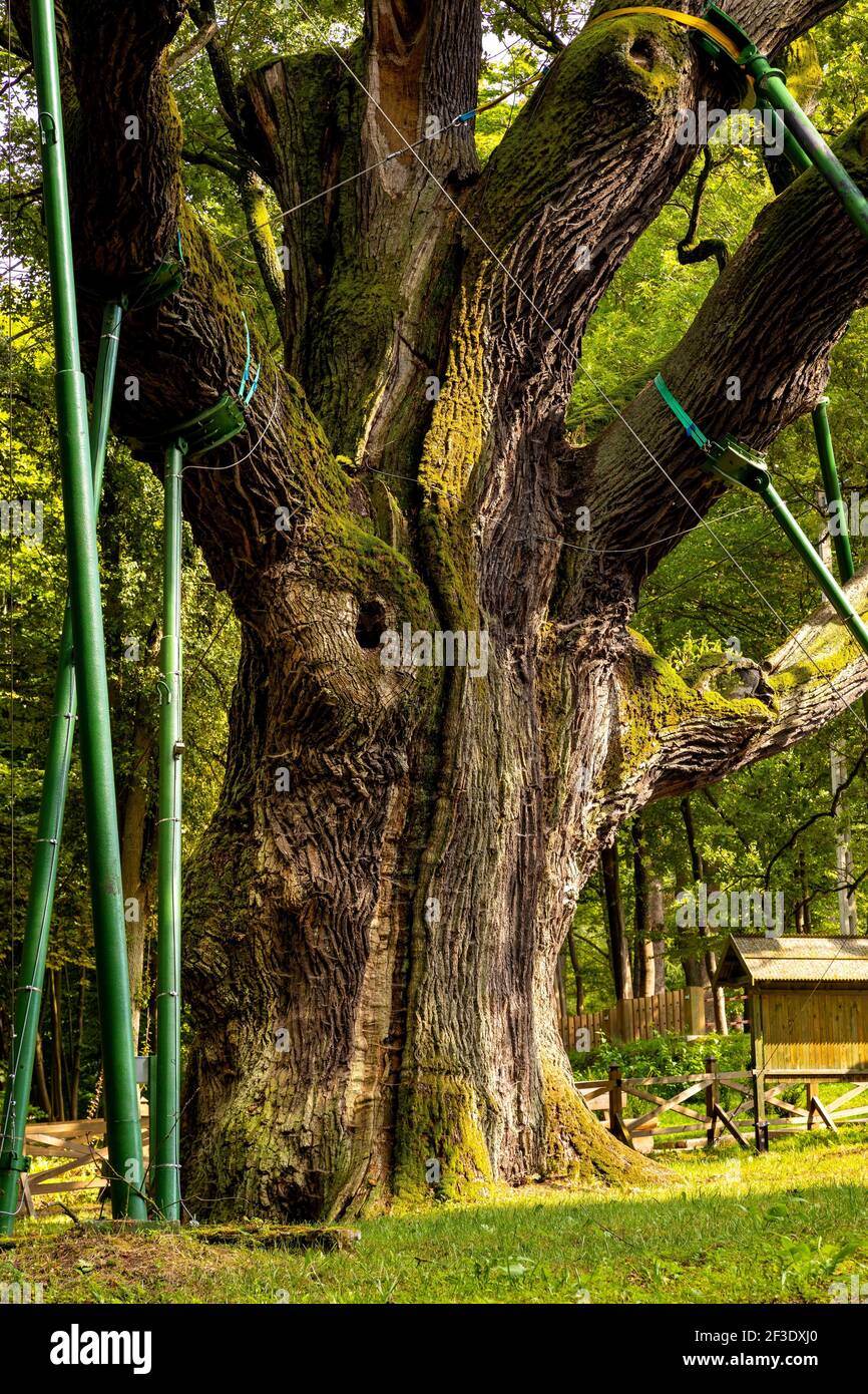 Bartek tree hi-res stock photography and images - Alamy