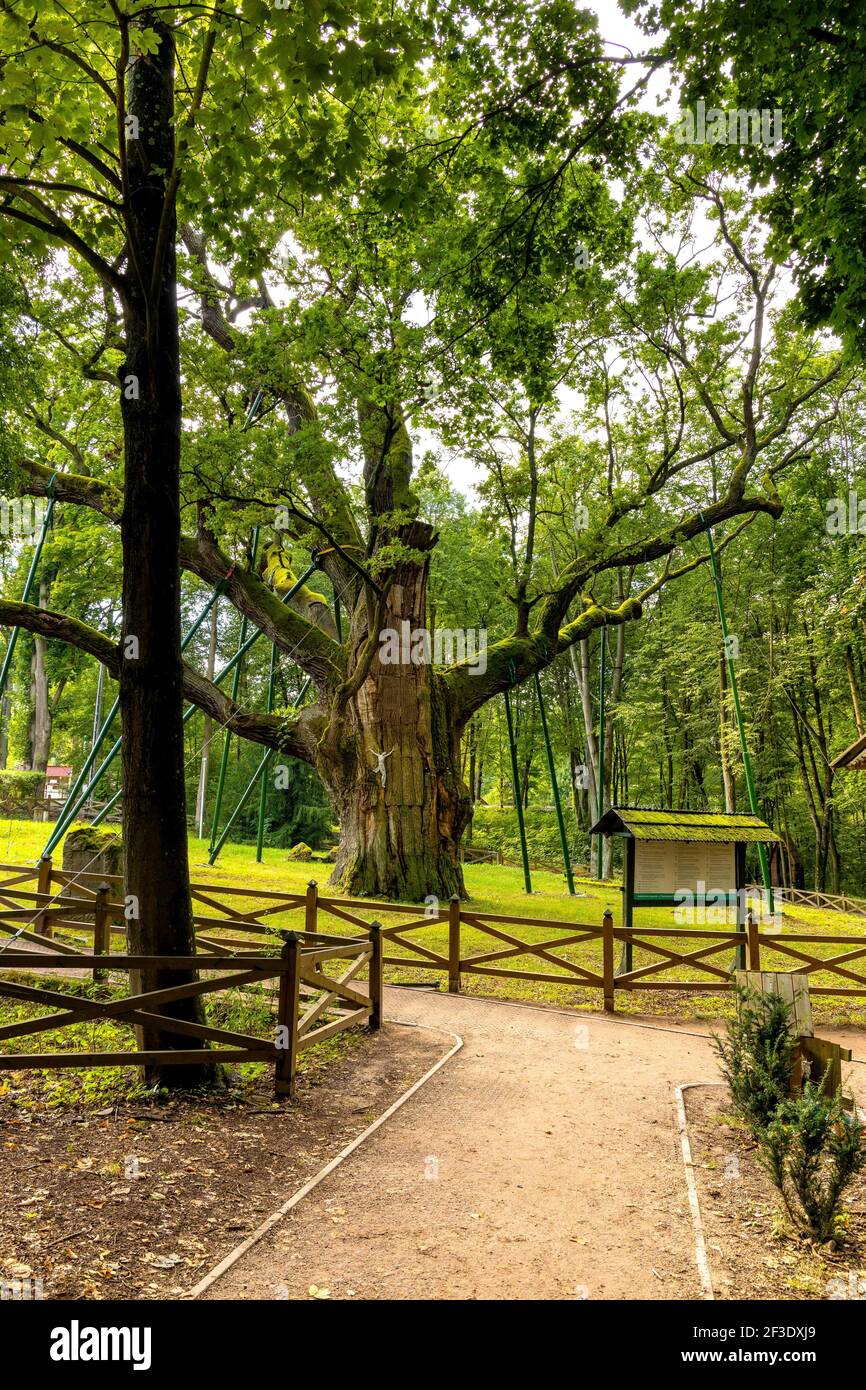 Swietokrzyskie mountains oak hi-res stock photography and images - Alamy