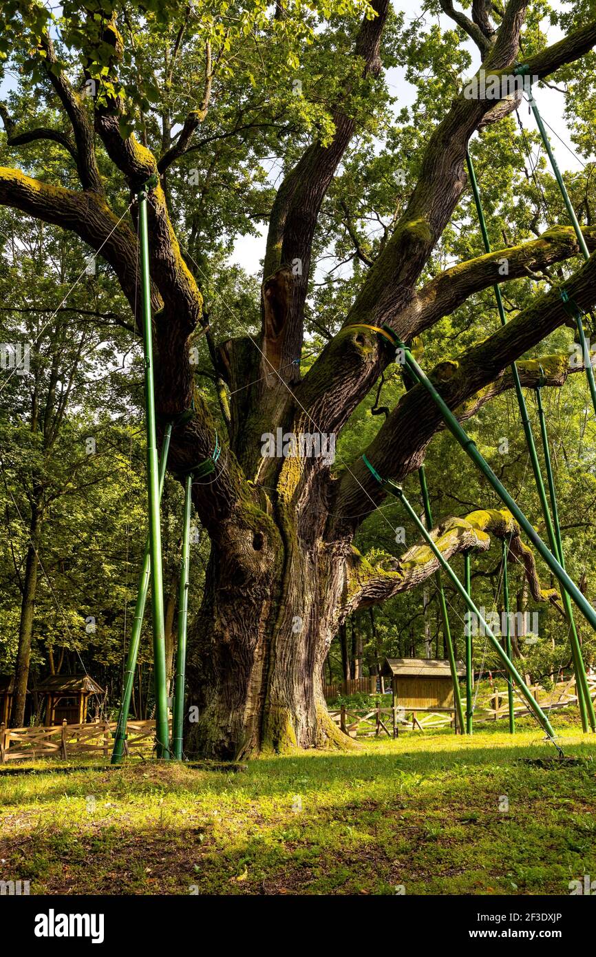 Zagnansk, Poland - August 23, 2020: Bartek Oak nature monument, one of ...