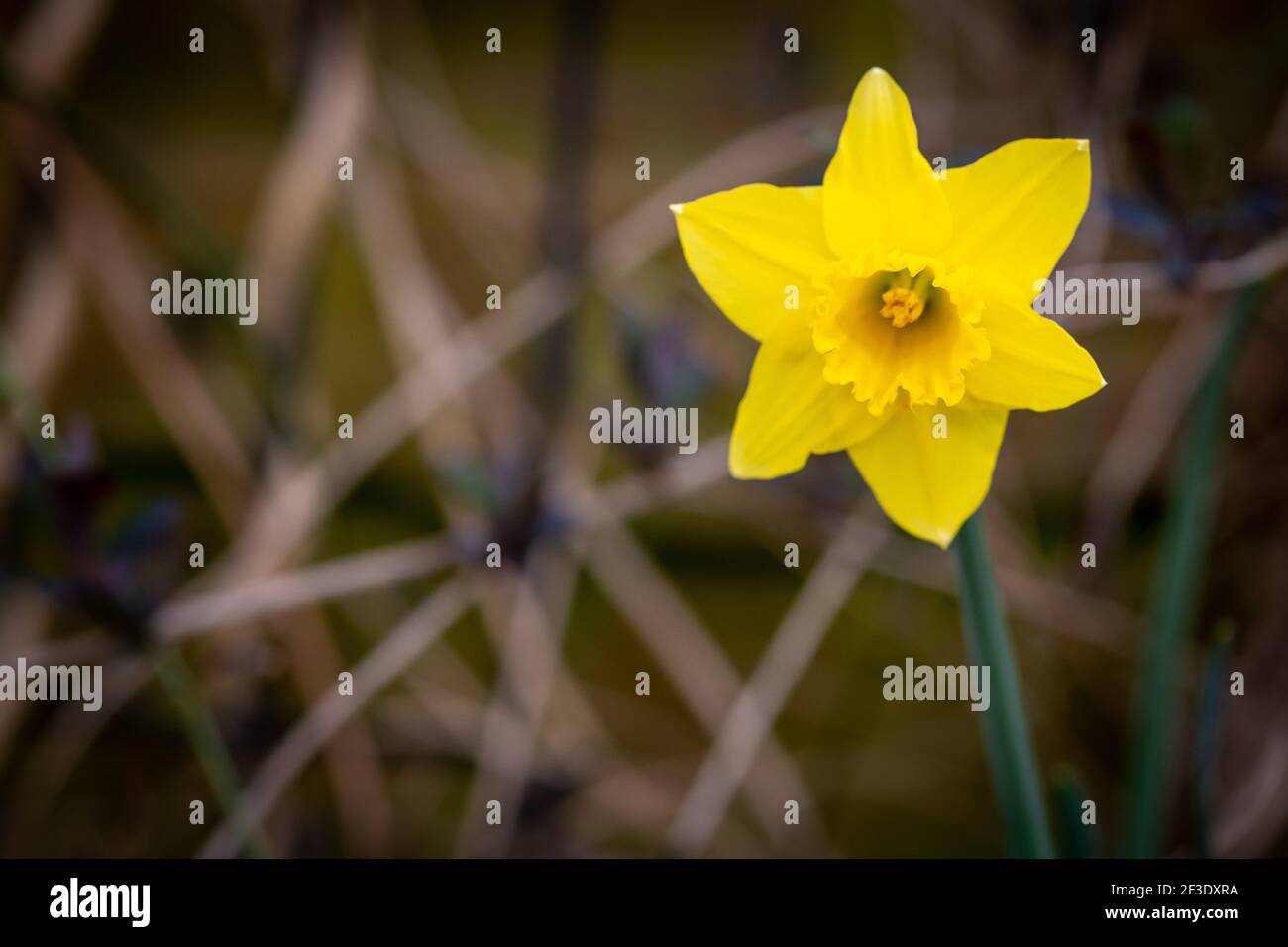 English individual hi-res stock photography and images - Alamy