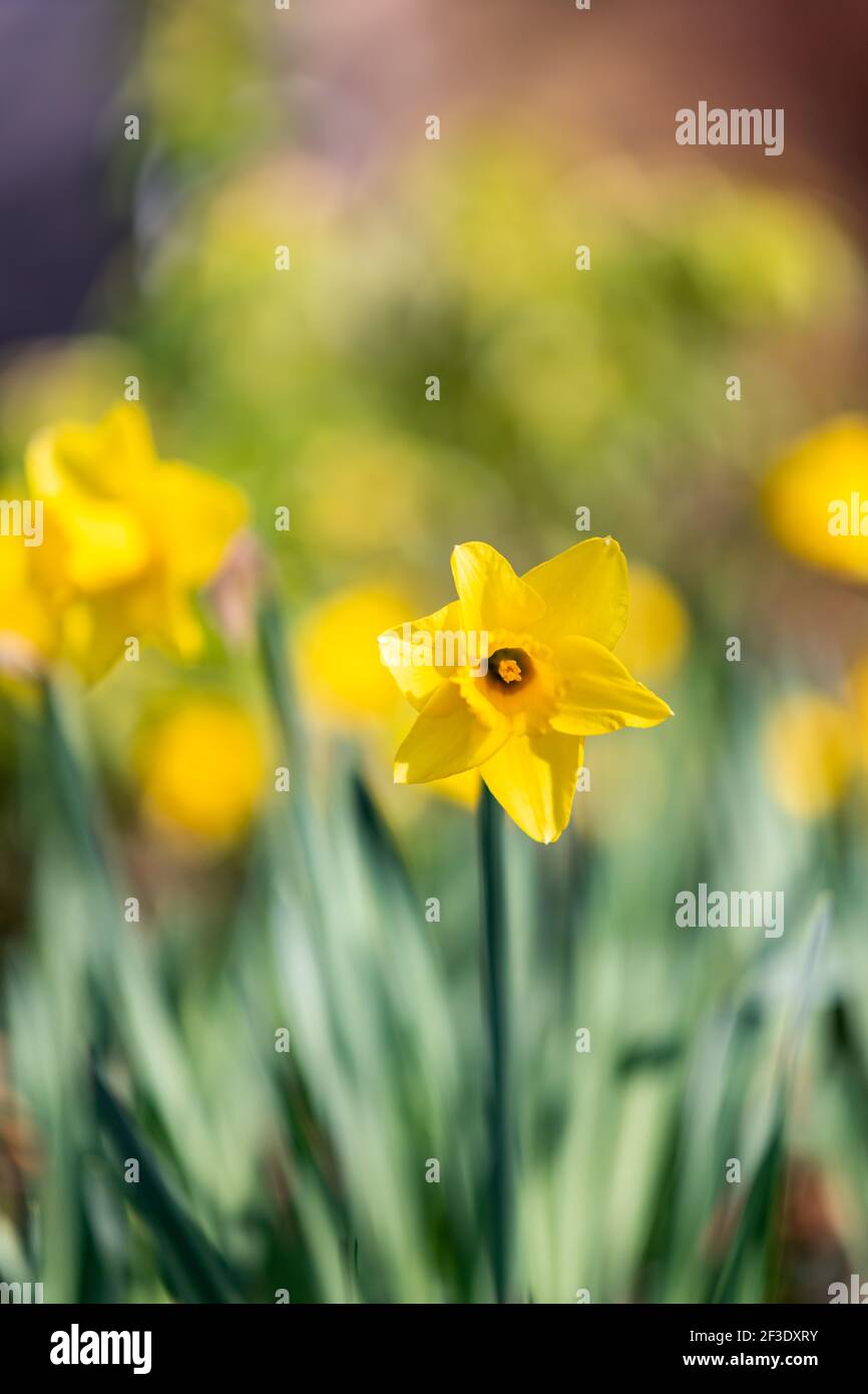 Daffodils in an English garden Stock Photo - Alamy
