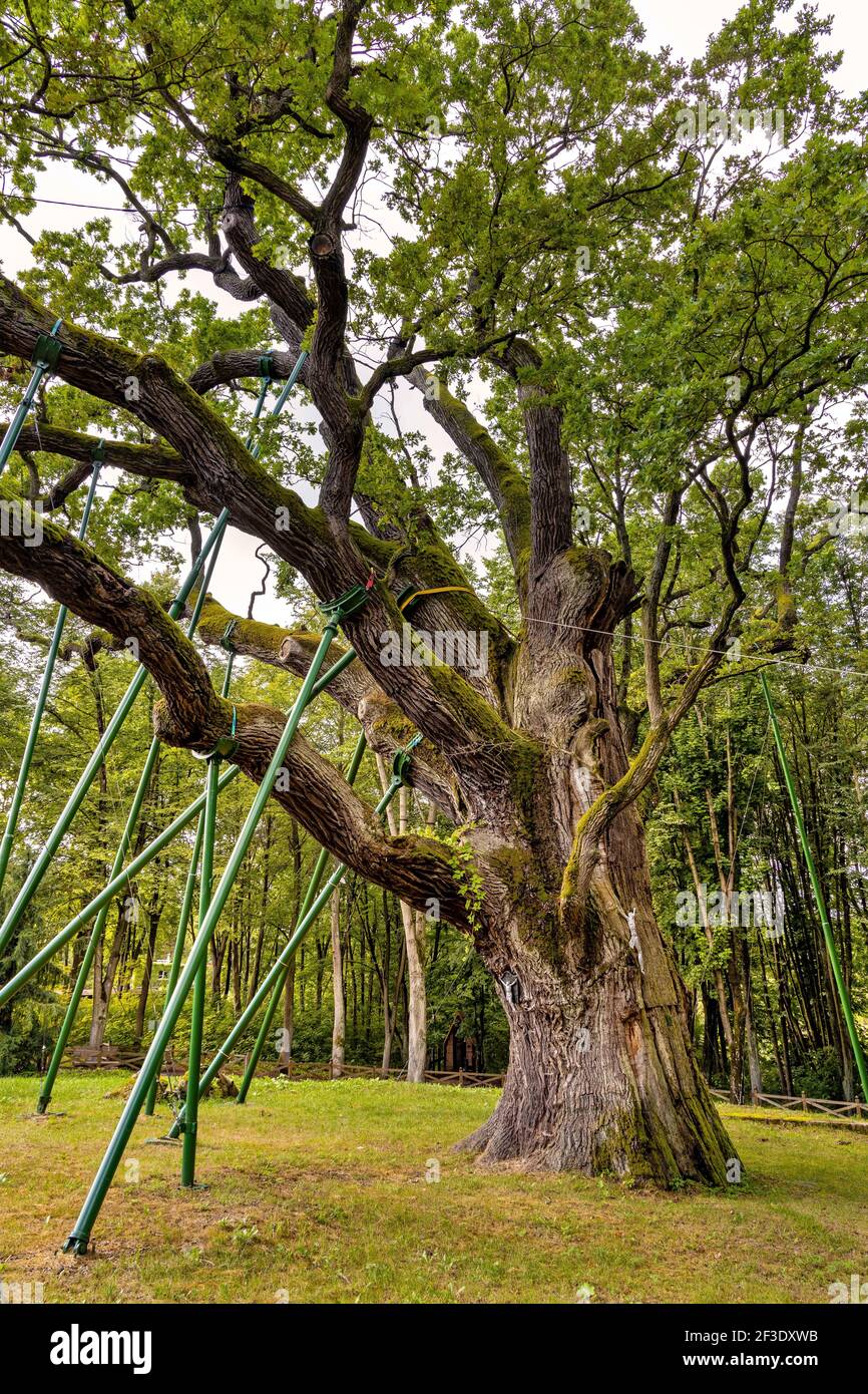 Bartek tree hi-res stock photography and images - Alamy