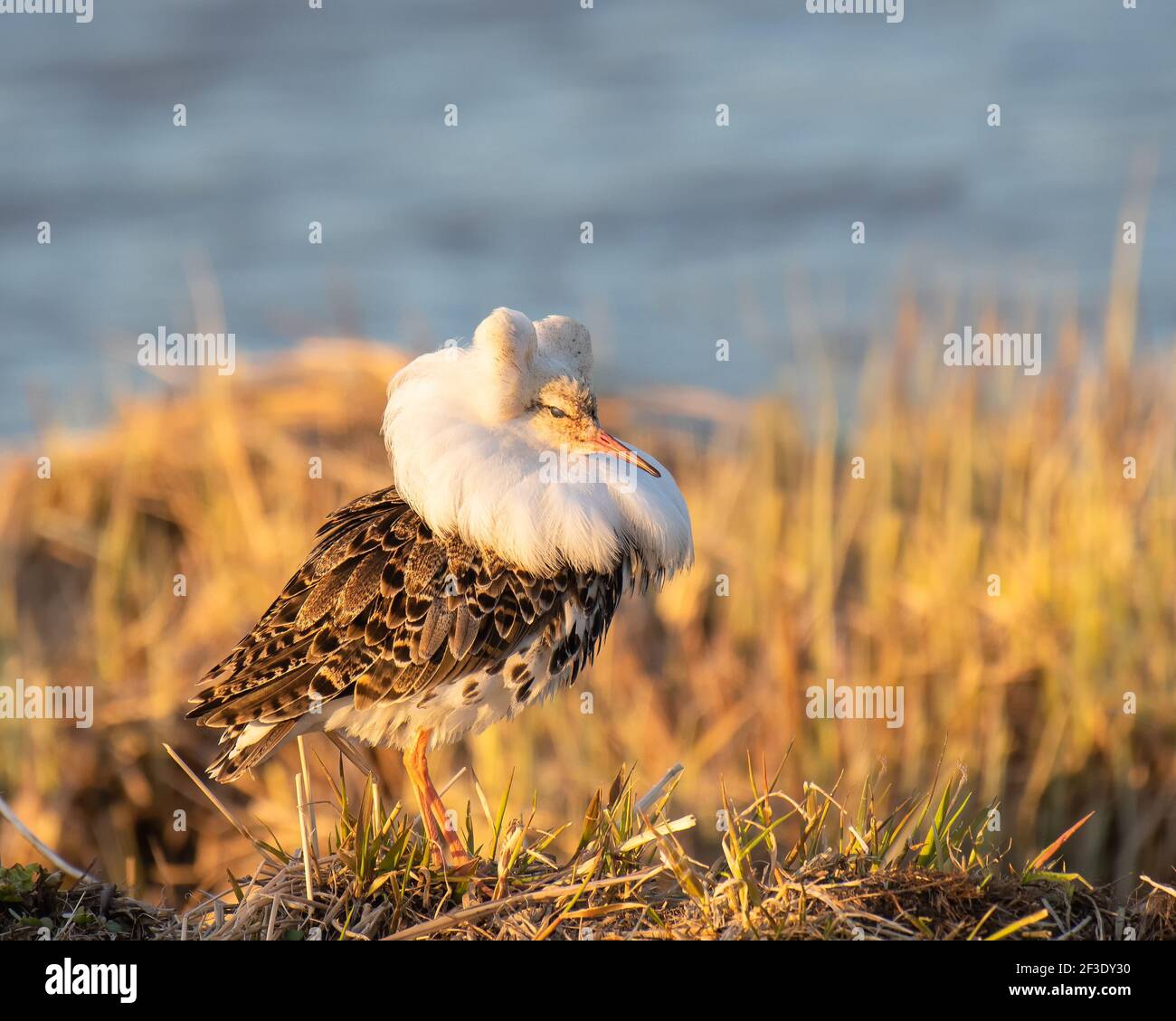 Ruff collar male hi-res stock photography and images - Alamy