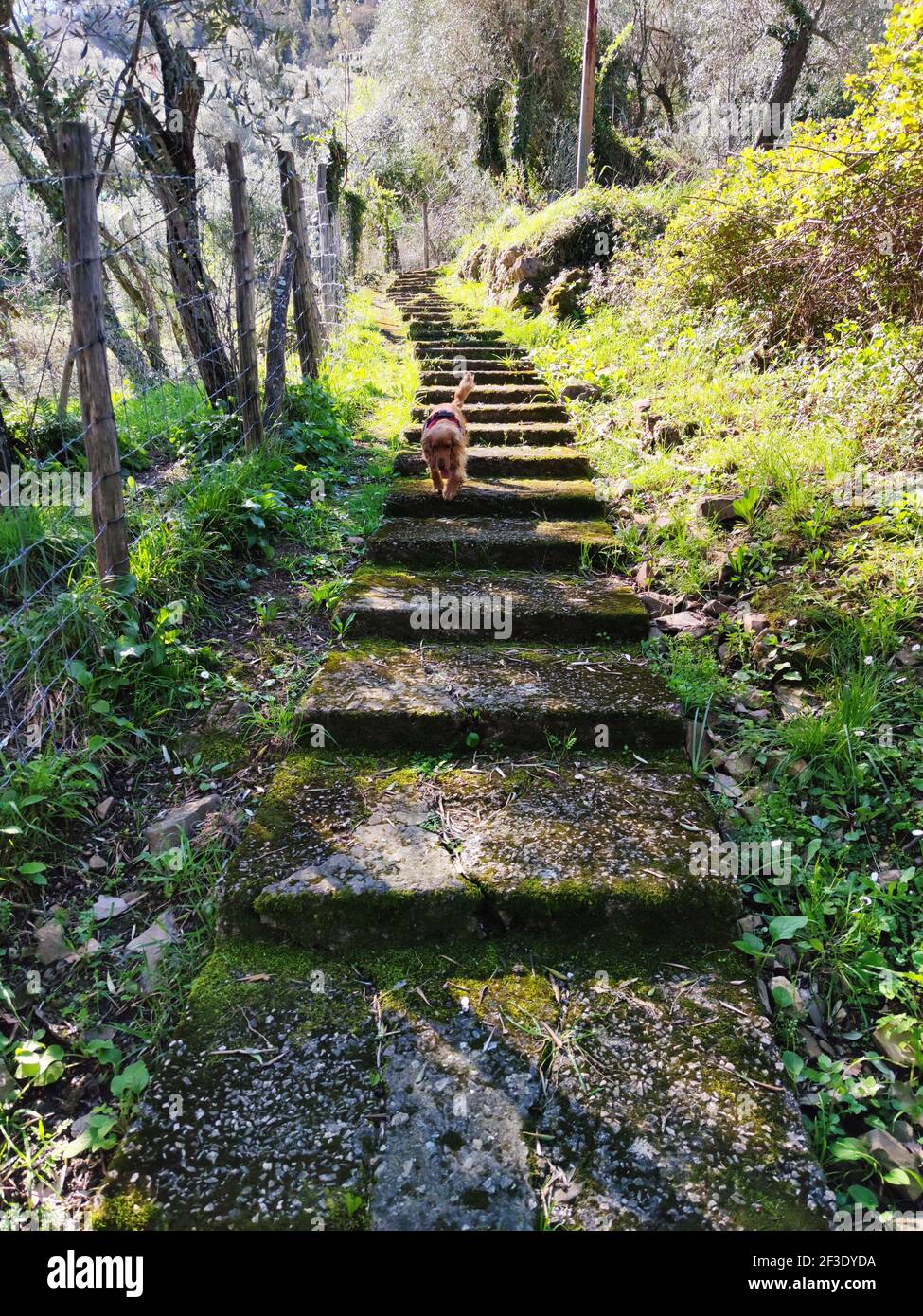 Old stone path between santa margherite ligure and nozarego village ...