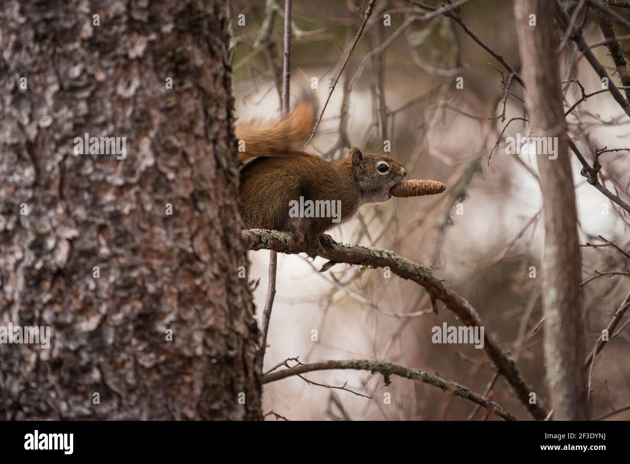 Red Squirrel (Tamiasciurus hudsonicus), in a spruce tree, Elk Island ...