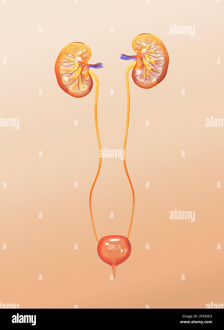 Medically 3D illustration showing healthy human urinary tract Stock ...