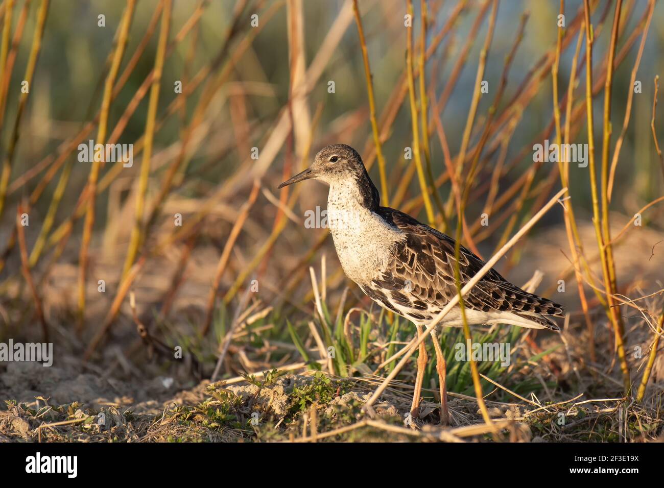 Ruff bird female hi-res stock photography and images - Alamy