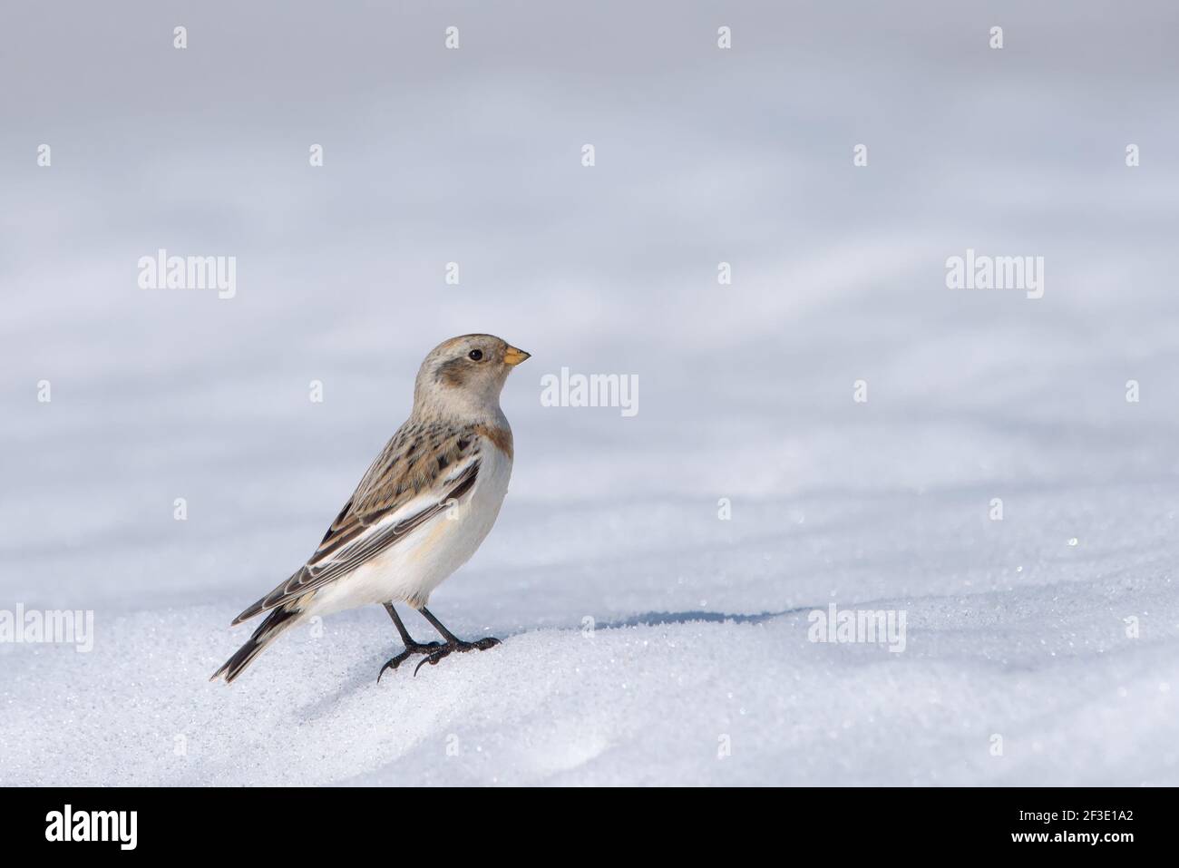 A female Snow Bunting in winter plumage Stock Photo - Alamy