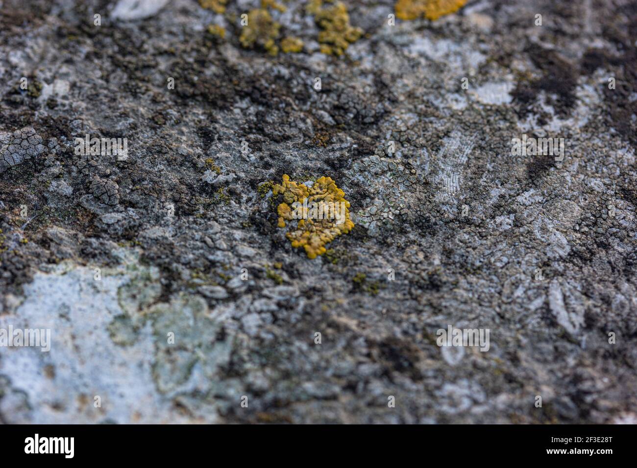 stone covered with dry and dead moss in spain Stock Photo - Alamy